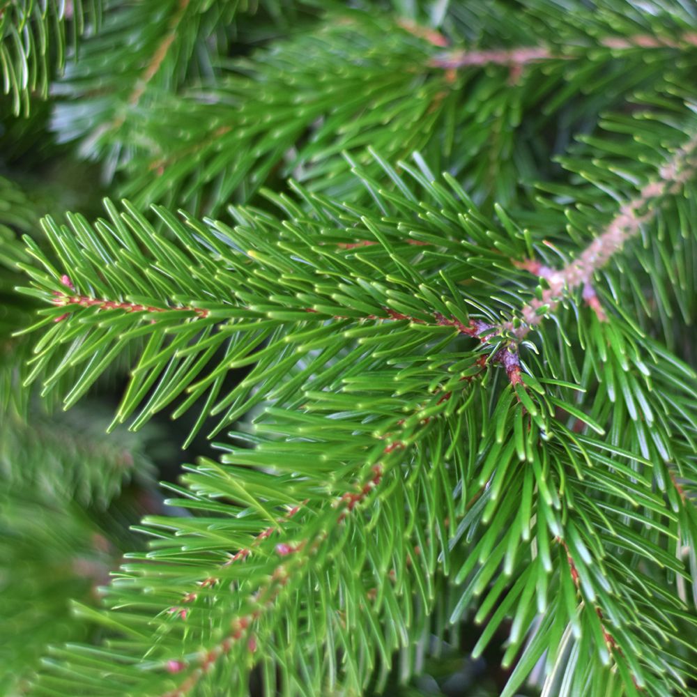 Mairie de Boos - Marché de Noël 2021 - Mairie de Boos
